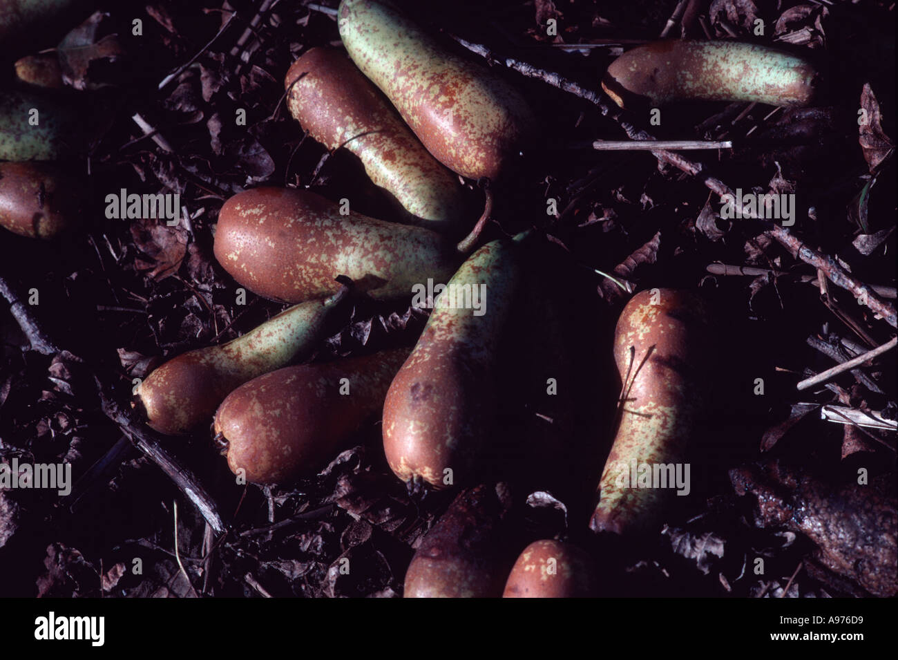 Pears on the ground hi-res stock photography and images - Alamy