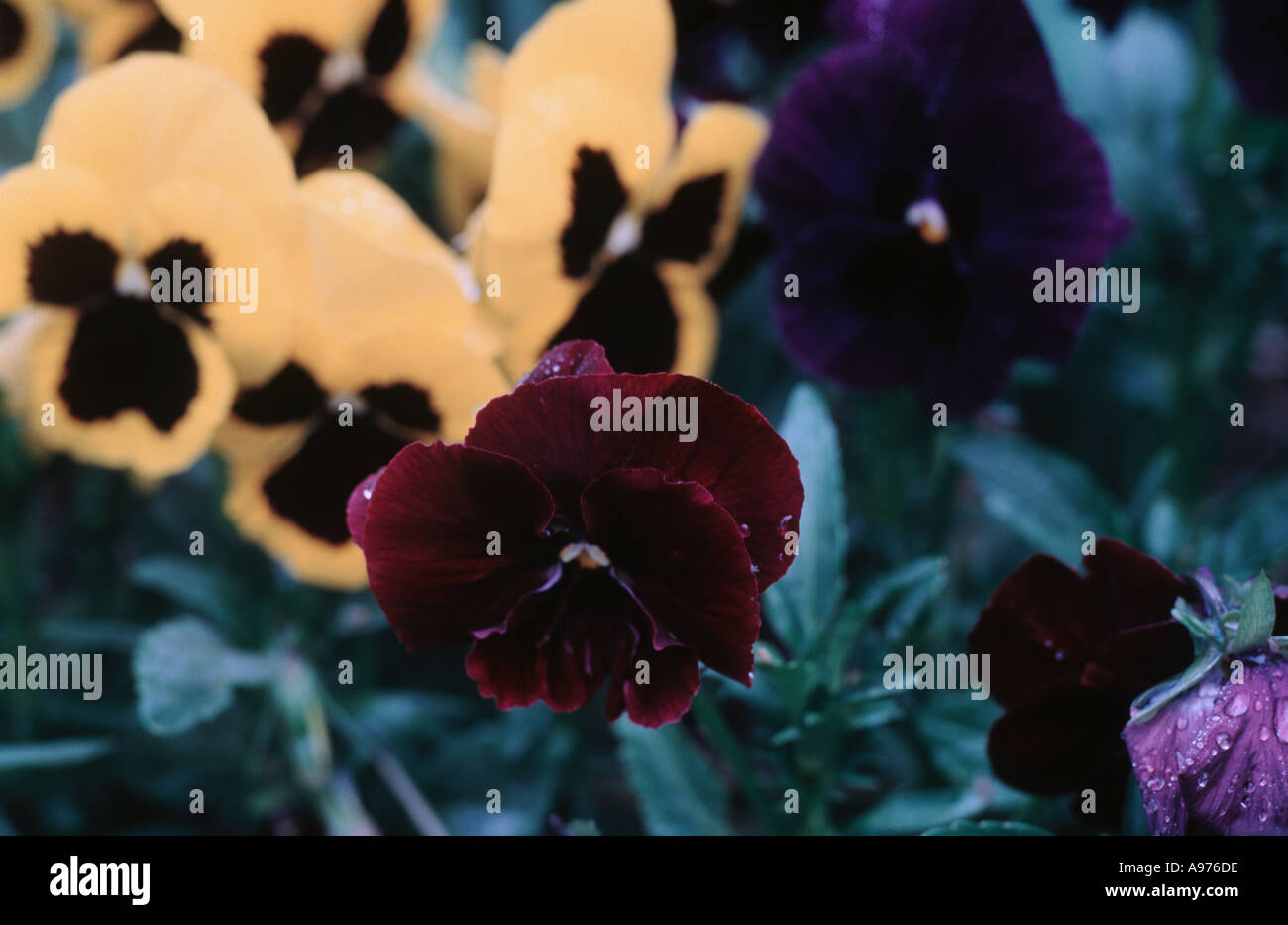 Red pansies hi-res stock photography and images - Alamy