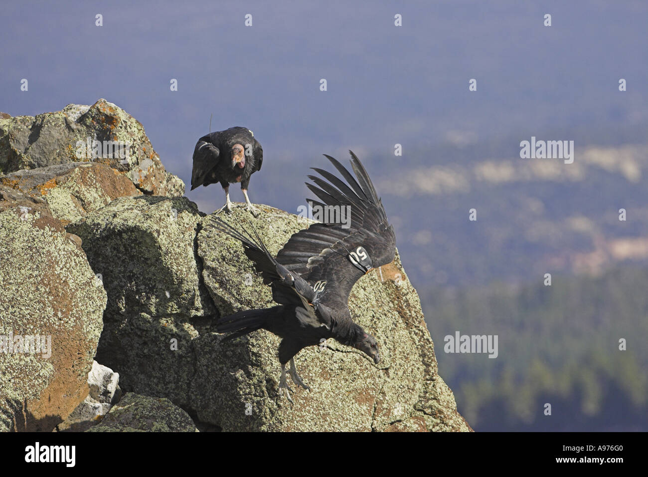 California condor juvenile hi-res stock photography and images - Alamy
