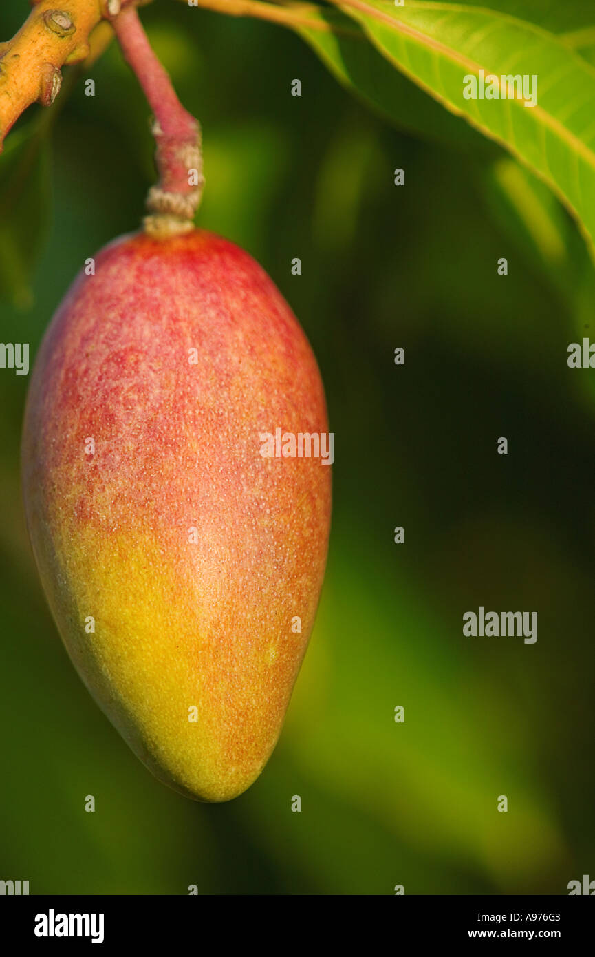 Mango tree fruit hi-res stock photography and images - Alamy