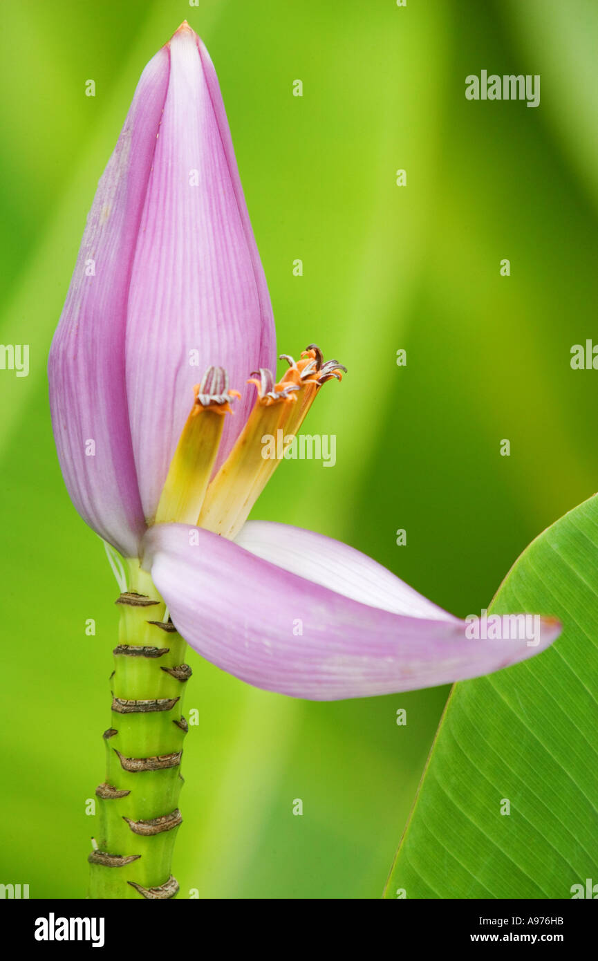 Banana flower - Reunion island Stock Photo - Alamy