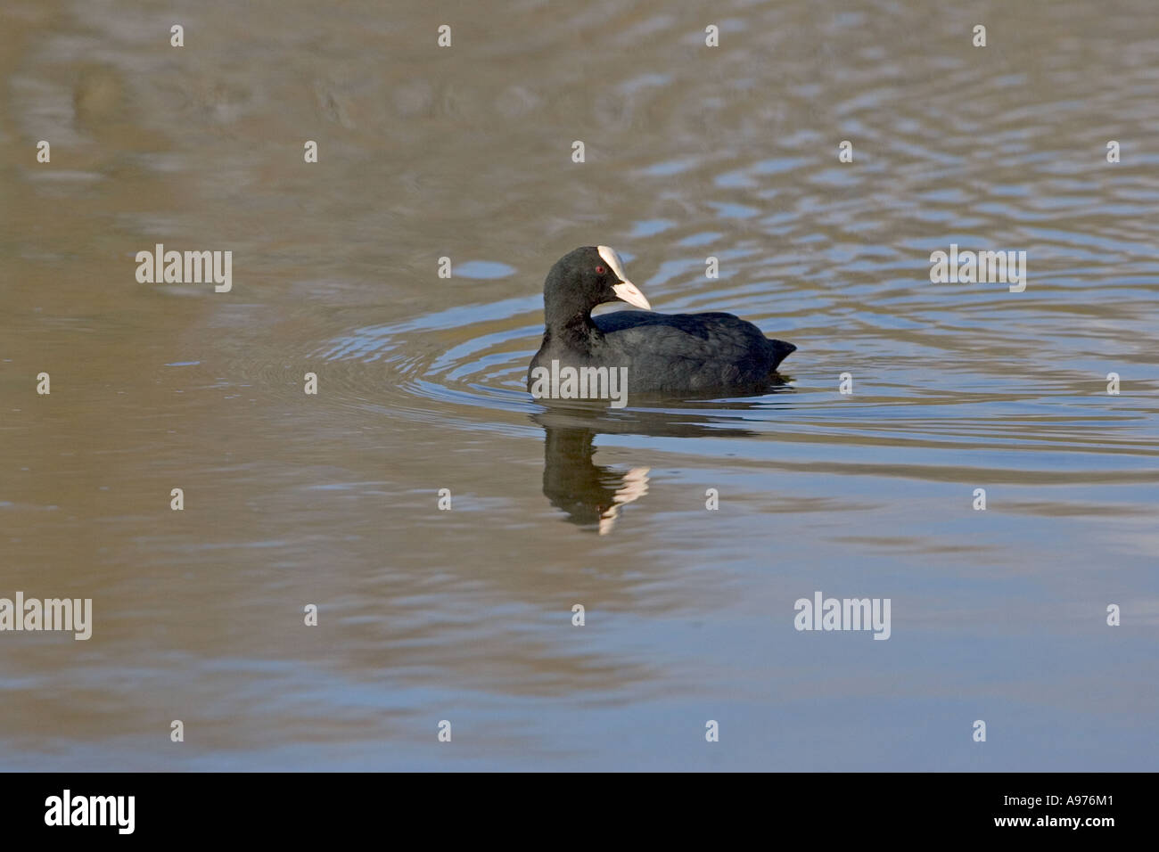 Eurasian coot Fulica atra swimming Radipole Lake RSPB reserve Weymouth ...