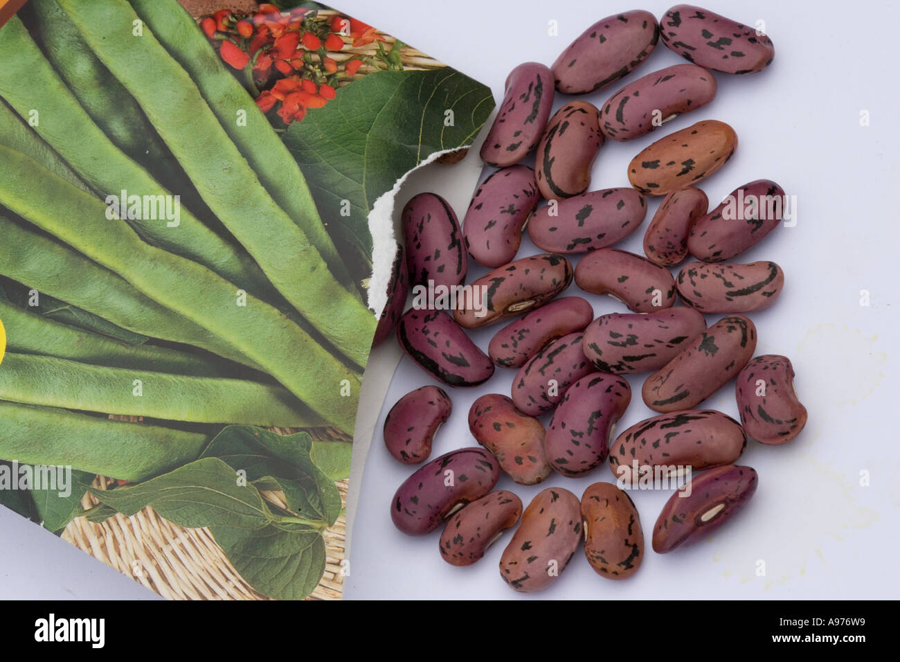 Runner Bean Seeds ready for Sowing Stock Photo - Alamy