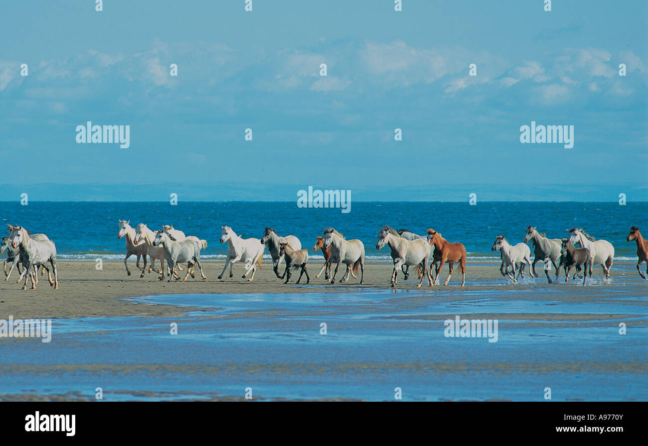 Ponies on beach hi-res stock photography and images - Alamy