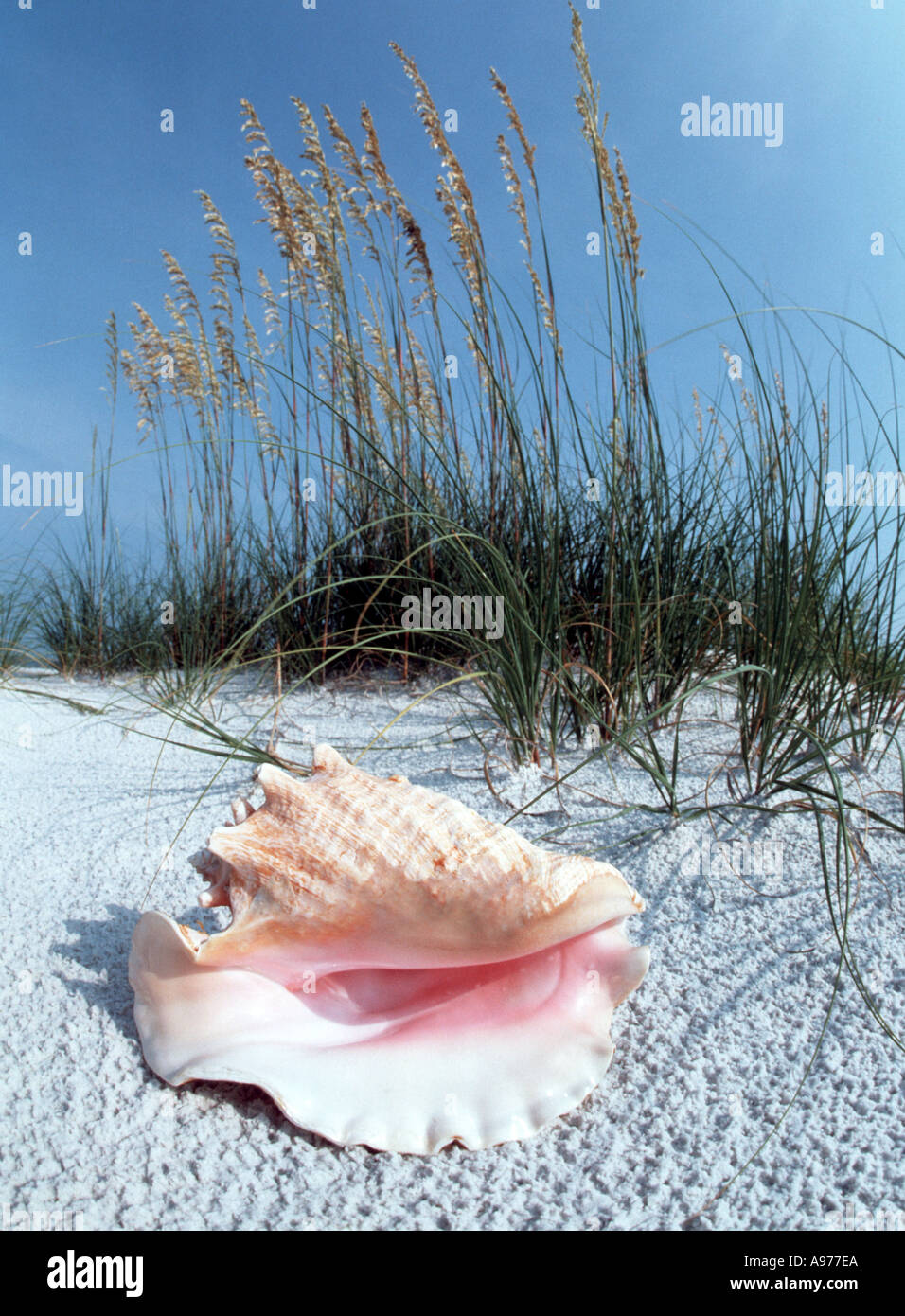 large conch shell lying next to cluster of sea oats on Florida beach ...