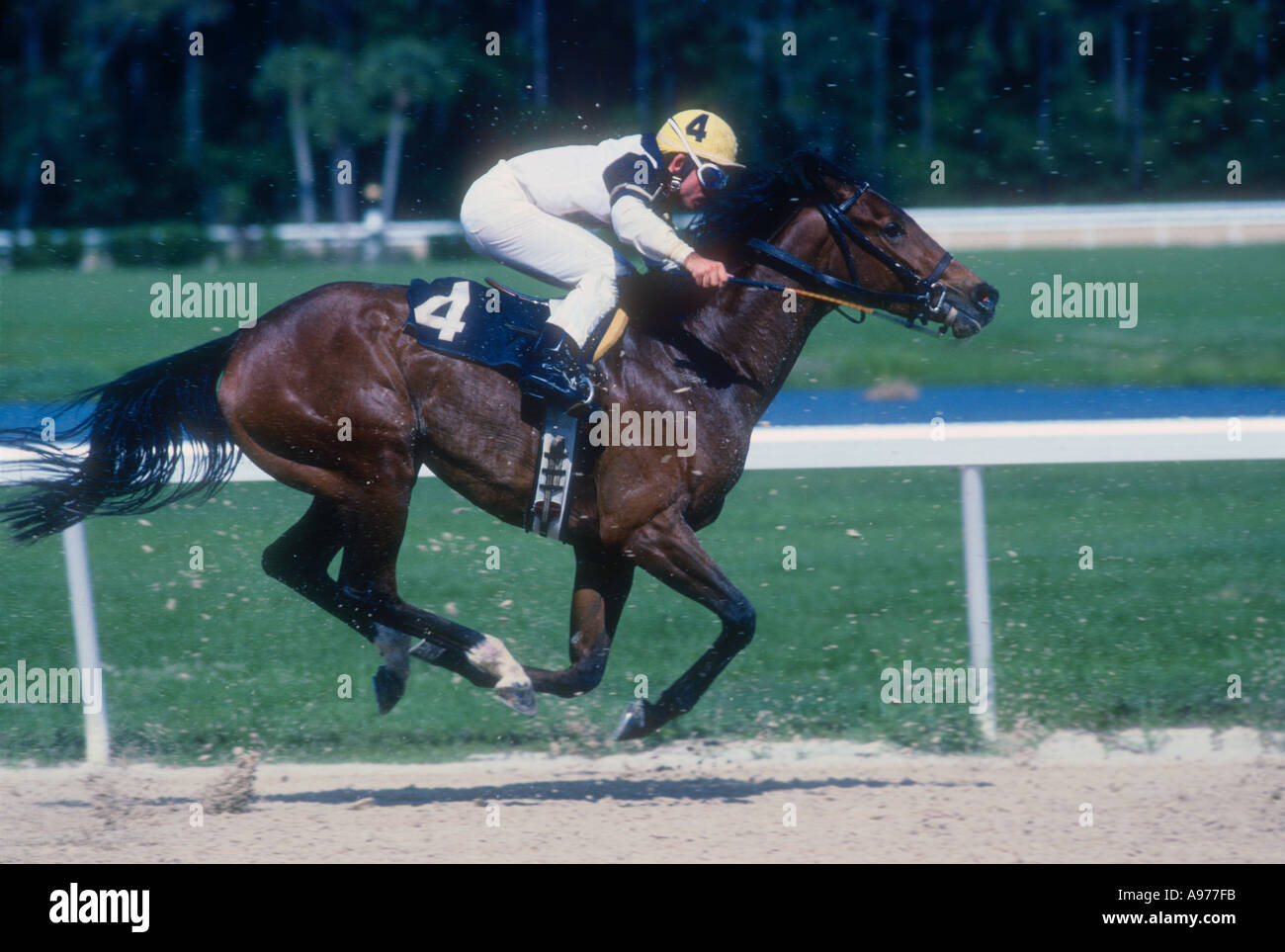 race horse in back stretch at Florida race track Stock Photo - Alamy