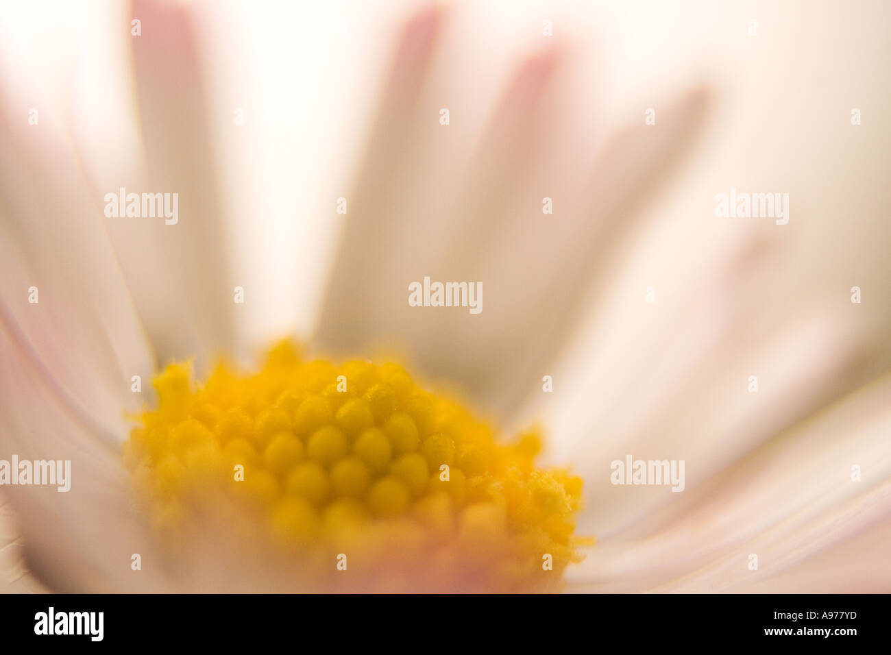 Dasisy hi-res stock photography and images - Alamy