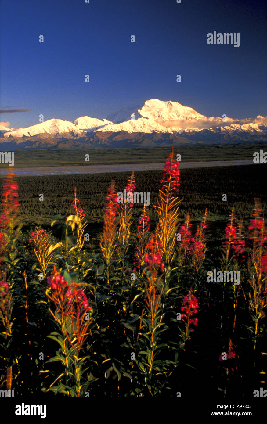 Mt denali flowers alaska hi-res stock photography and images - Alamy