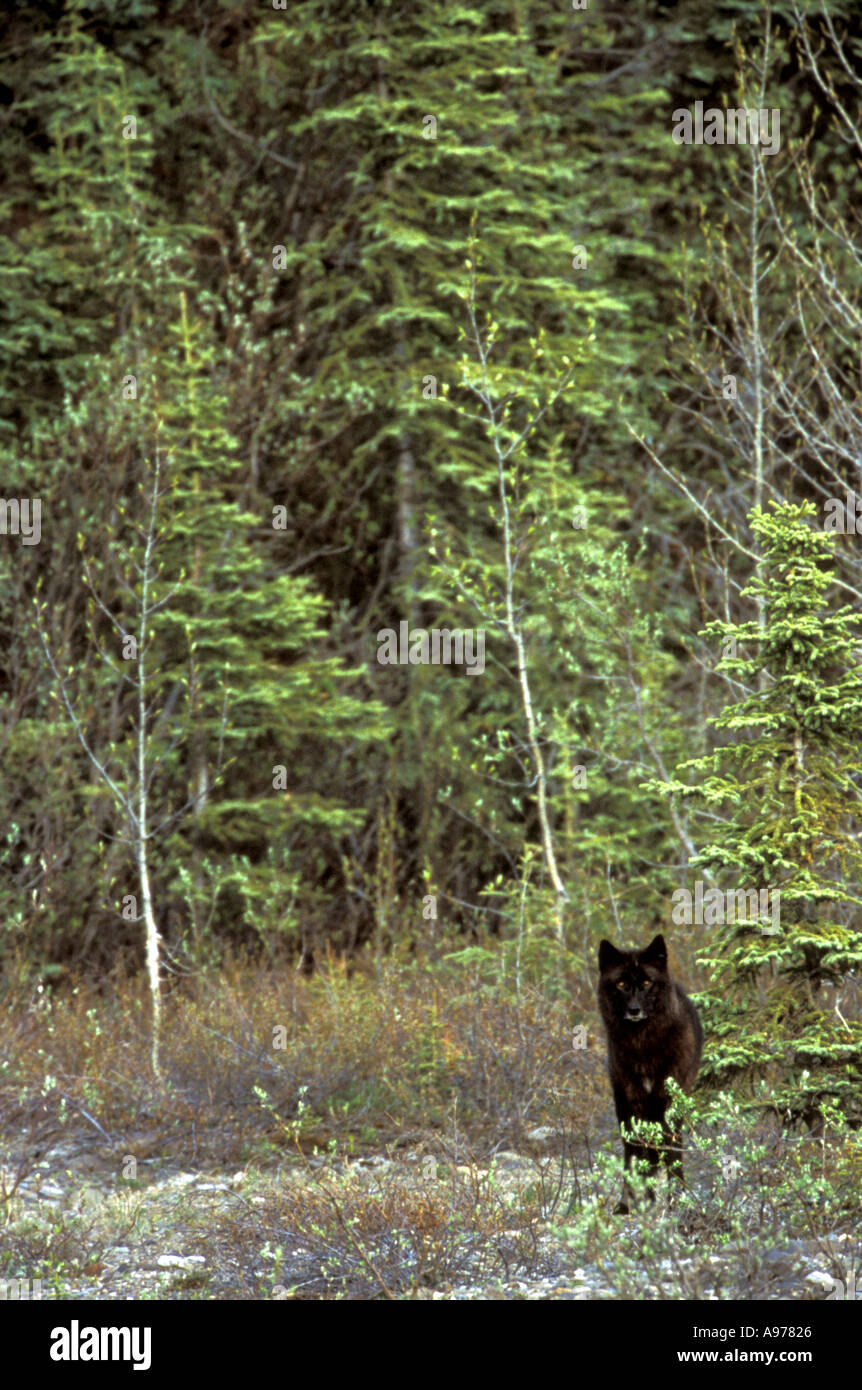 Black phase gray wolf hi-res stock photography and images - Alamy