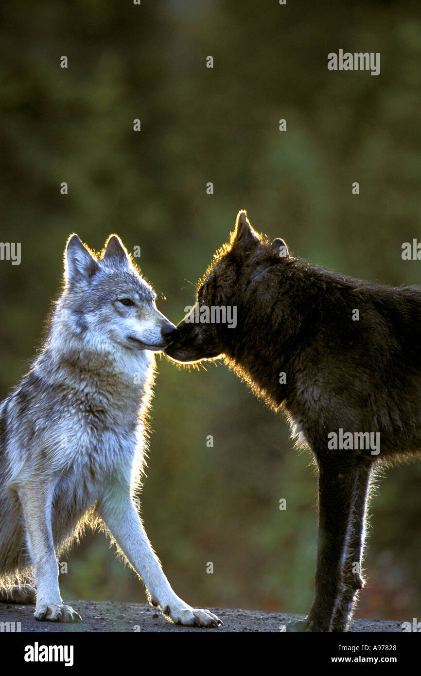 Wild Gray Timber Wolves Denali National Park Alaska Stock Photo - Alamy