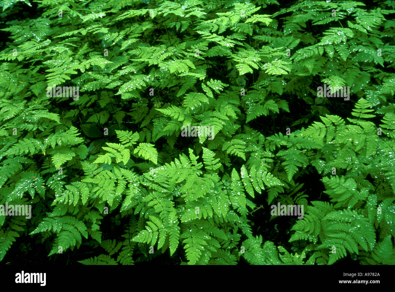 Wood fern s hi-res stock photography and images - Alamy