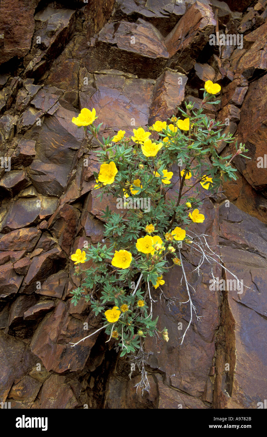 Tundra Rose grows in volcanic rock Polychrome Pass Denali National Park ...