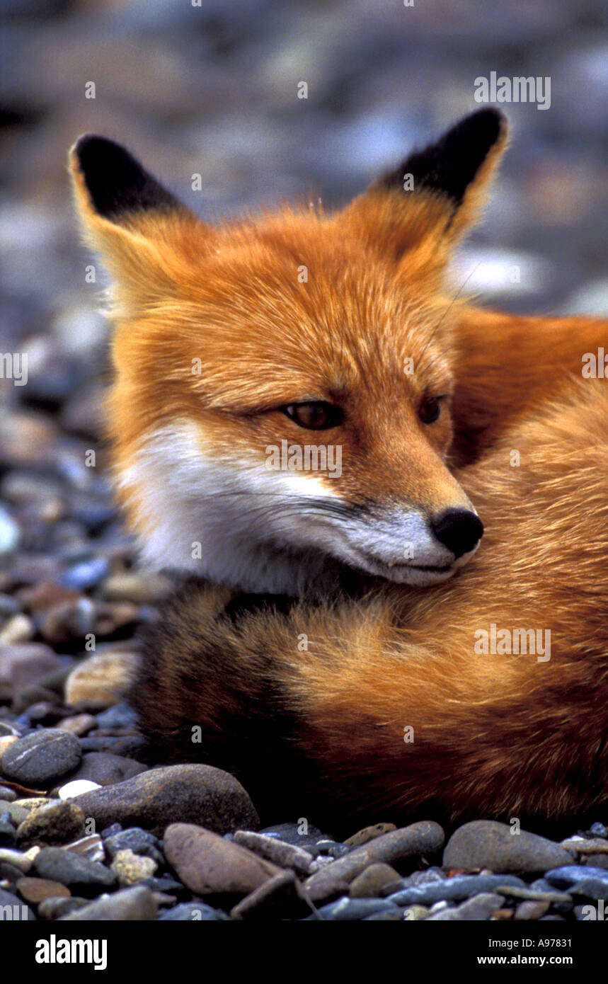 Red Fox Vulpes vulpes Denali National Park Alaska Stock Photo - Alamy