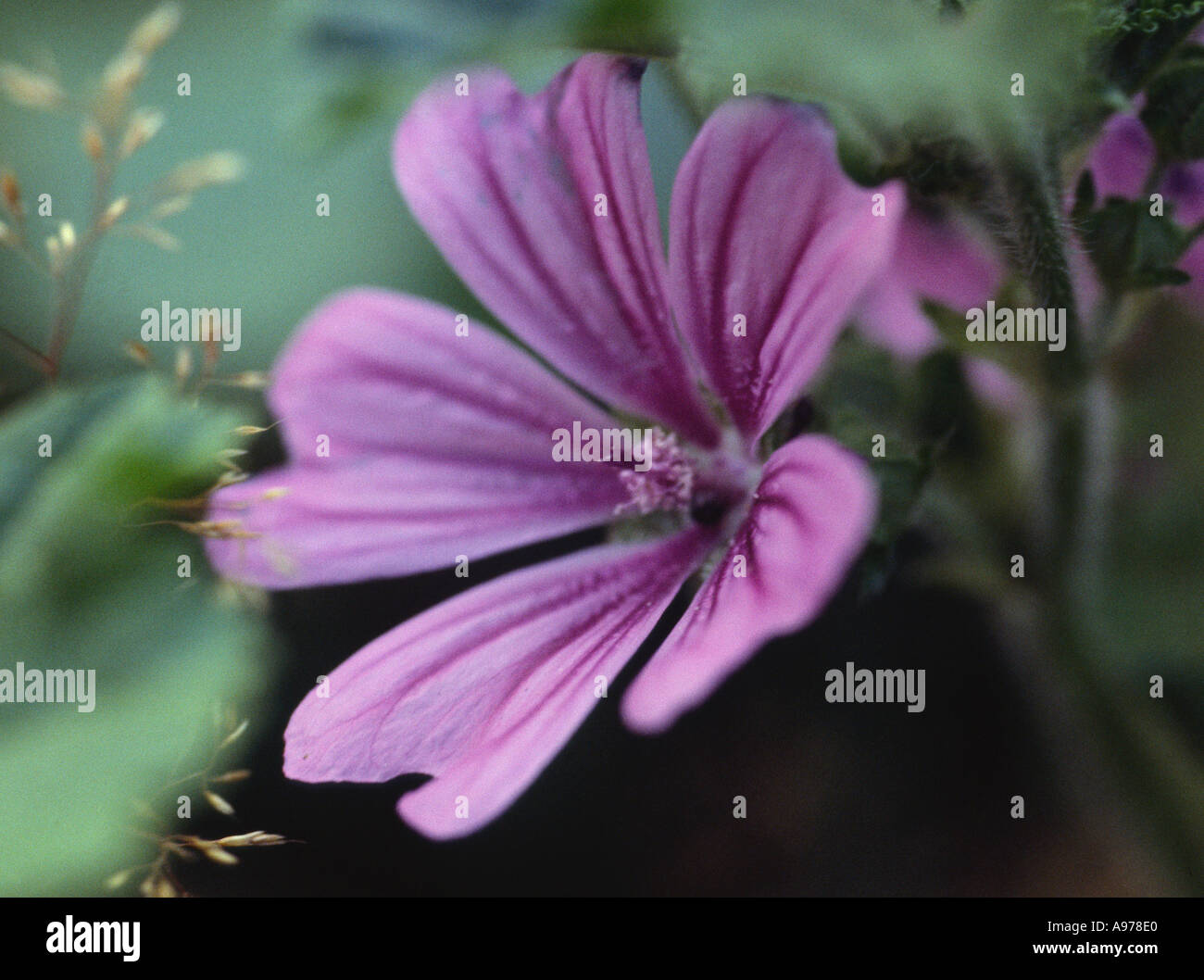 Common Mallow flower Stock Photo - Alamy