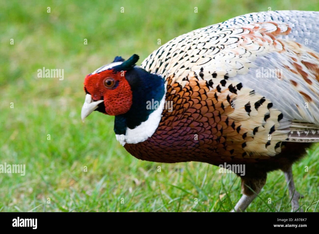 White pheasant hi-res stock photography and images - Alamy