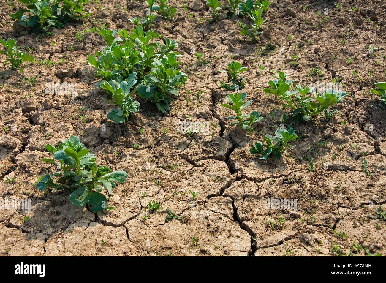 Crops drought hi-res stock photography and images - Alamy
