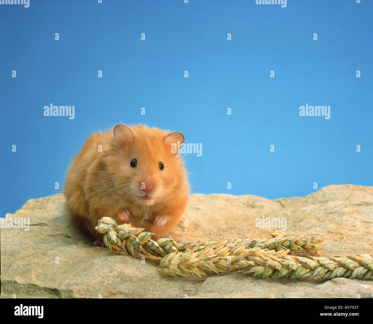 Eats ear of corn hi-res stock photography and images - Alamy