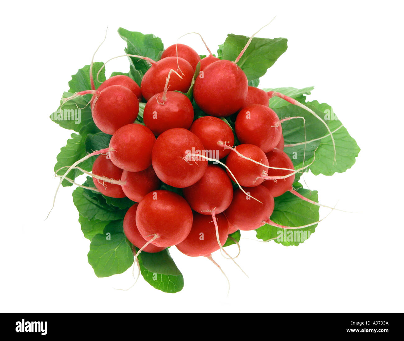 fresh red radish raddish rettich with green leaves leaf bound Stock ...