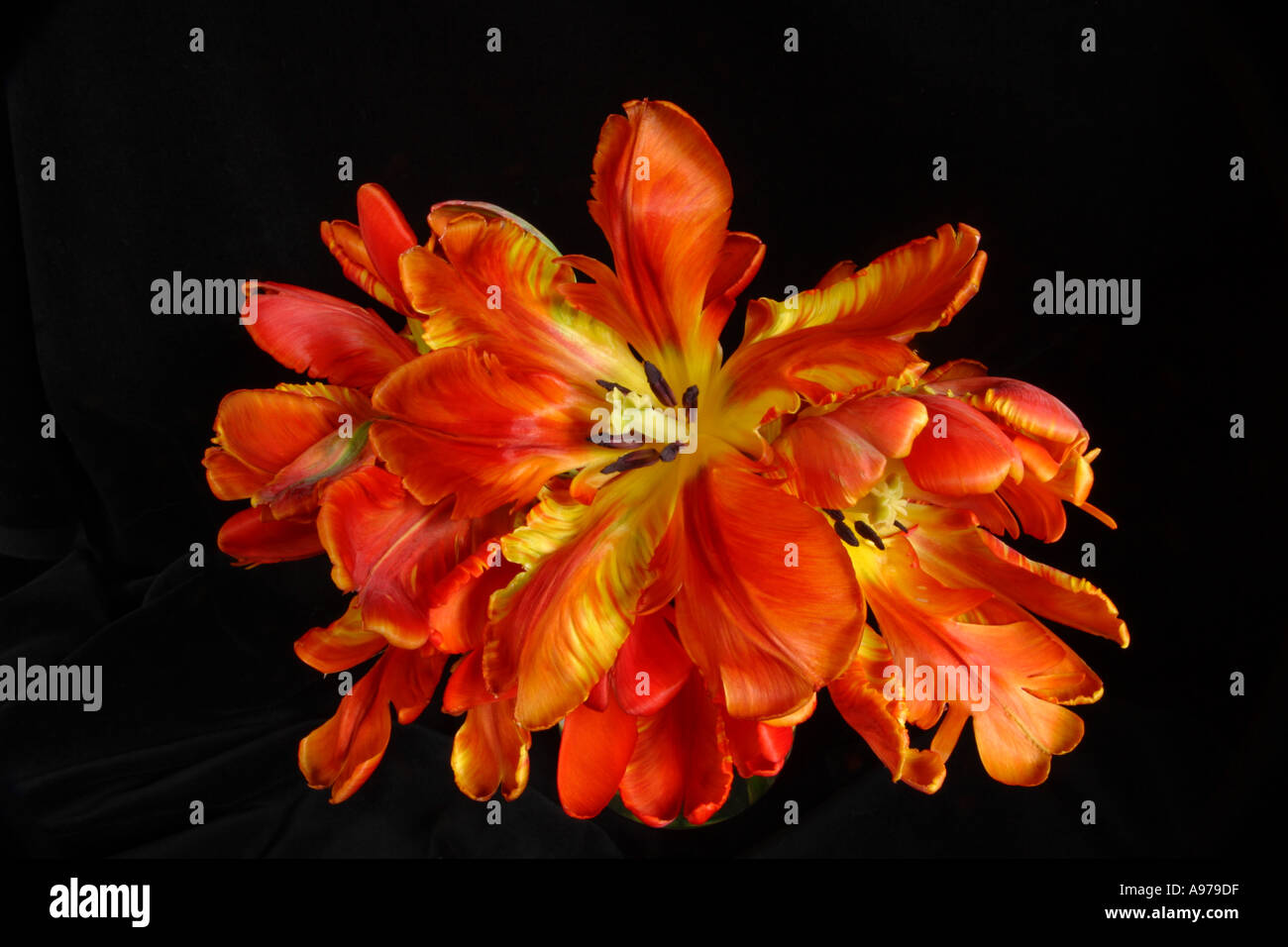Tulip like botanical hi-res stock photography and images - Alamy