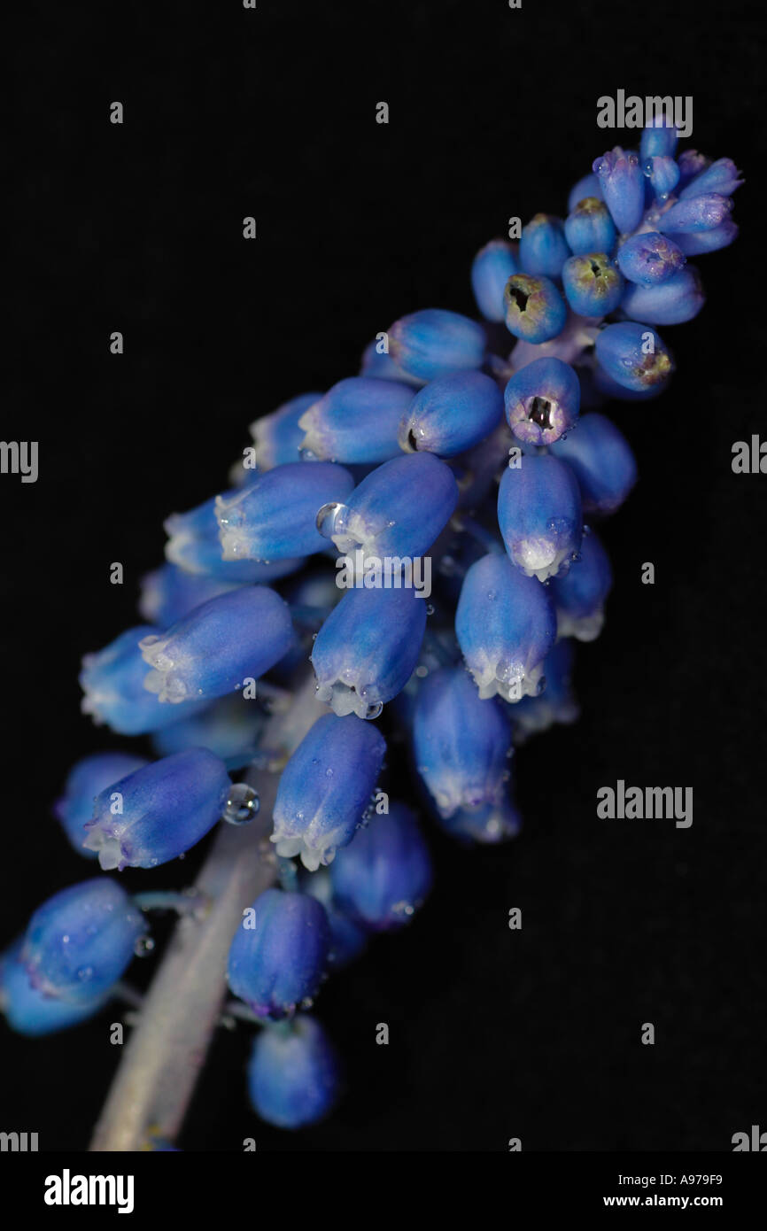 Miniature hyacinth hi-res stock photography and images - Alamy