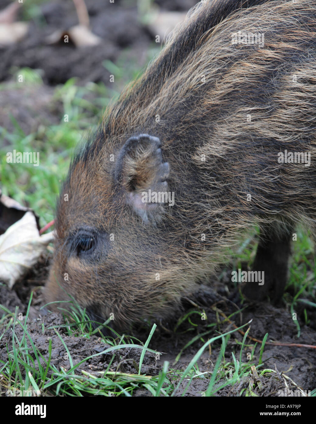 Wild Boar Piglet Stock Photo - Alamy
