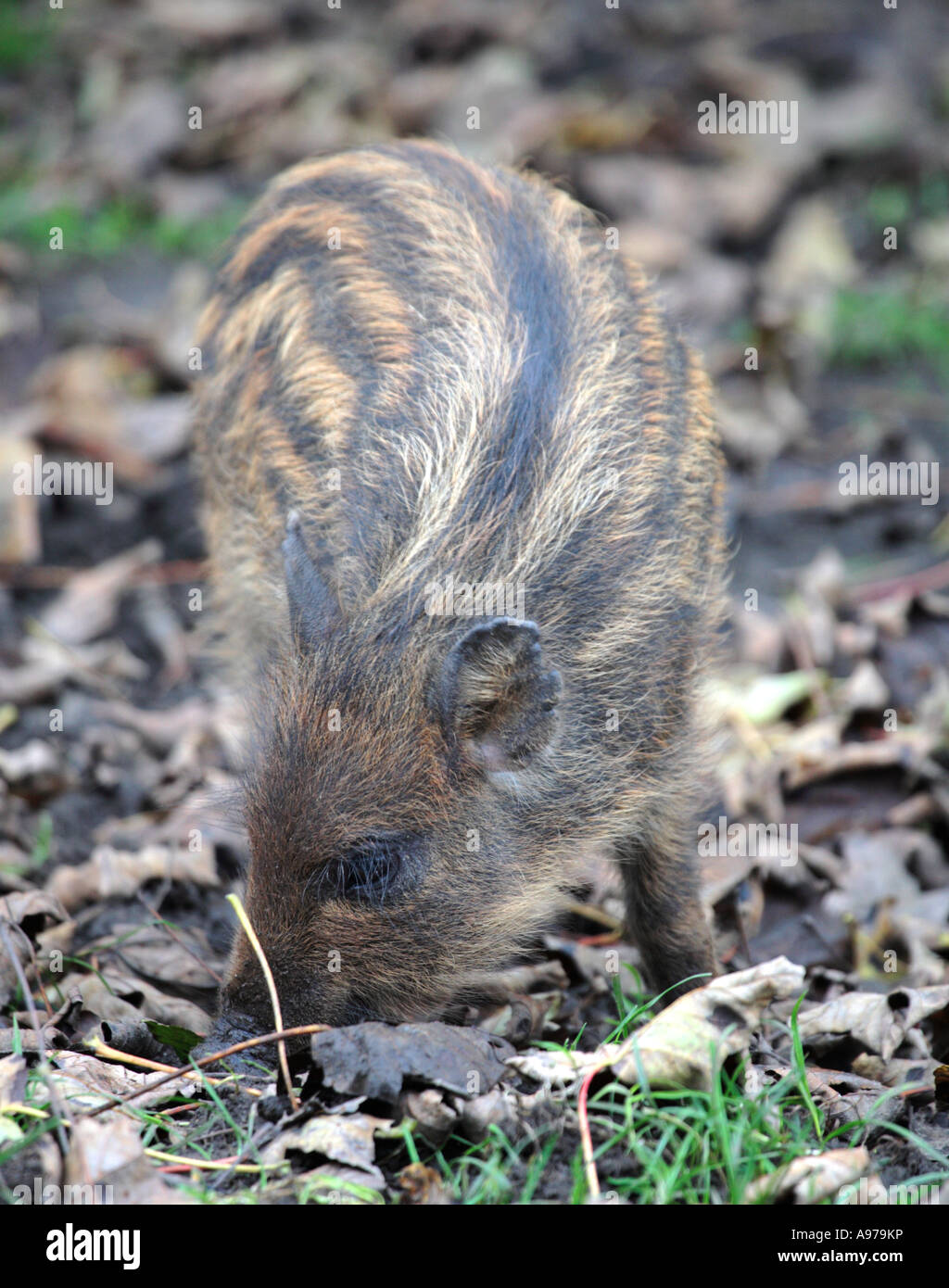 Wild Boar Piglet Stock Photo - Alamy