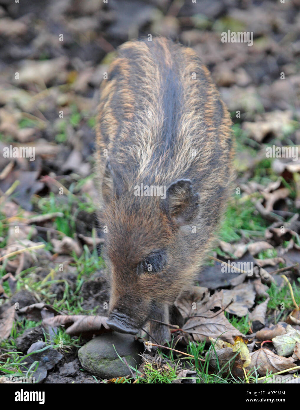 Wild Boar Piglet Stock Photo - Alamy