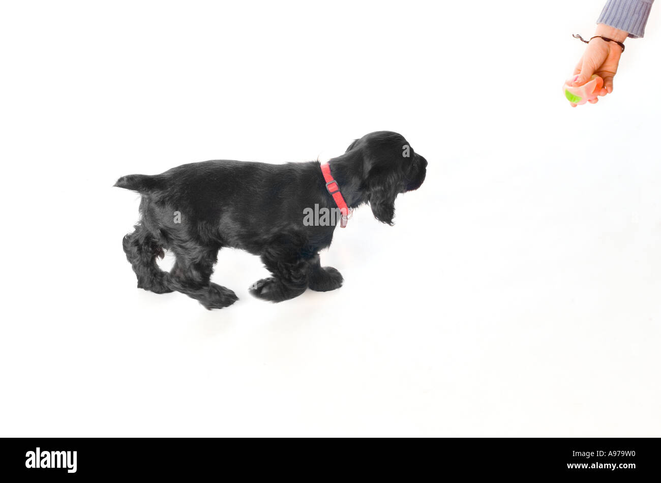 Two month old black cocker spaniel puppy goes to catch ball from young ...