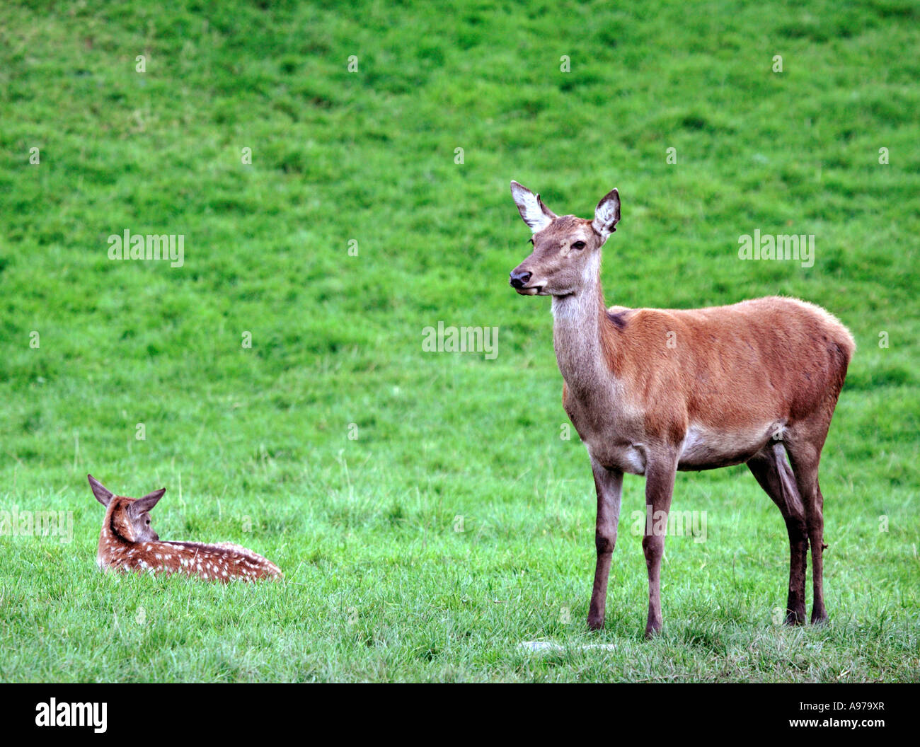 Red Deer Hind & fawn Stock Photo - Alamy