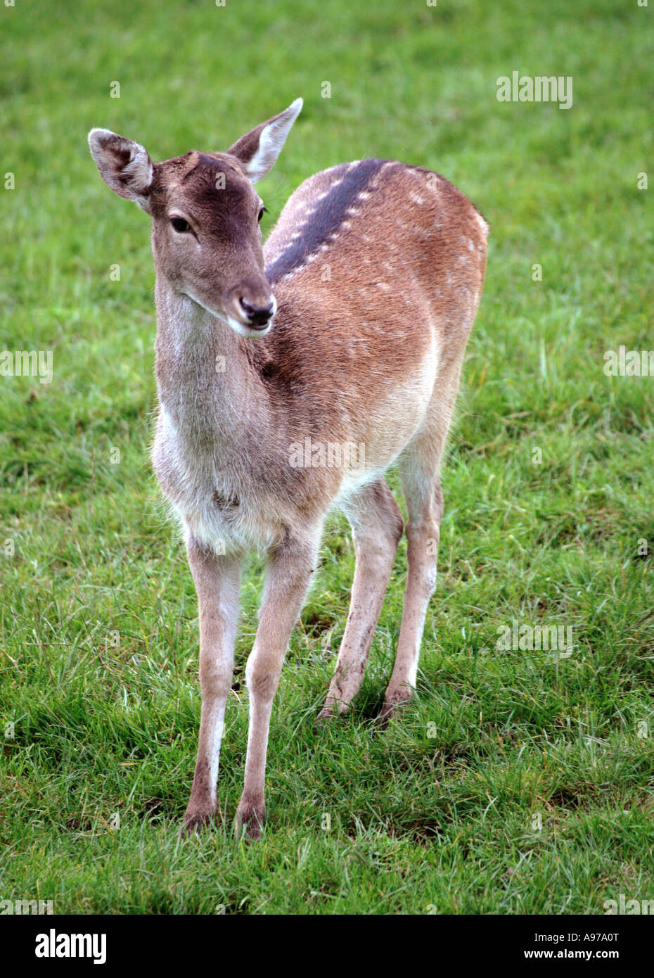 Red Deer Hind Stock Photo - Alamy