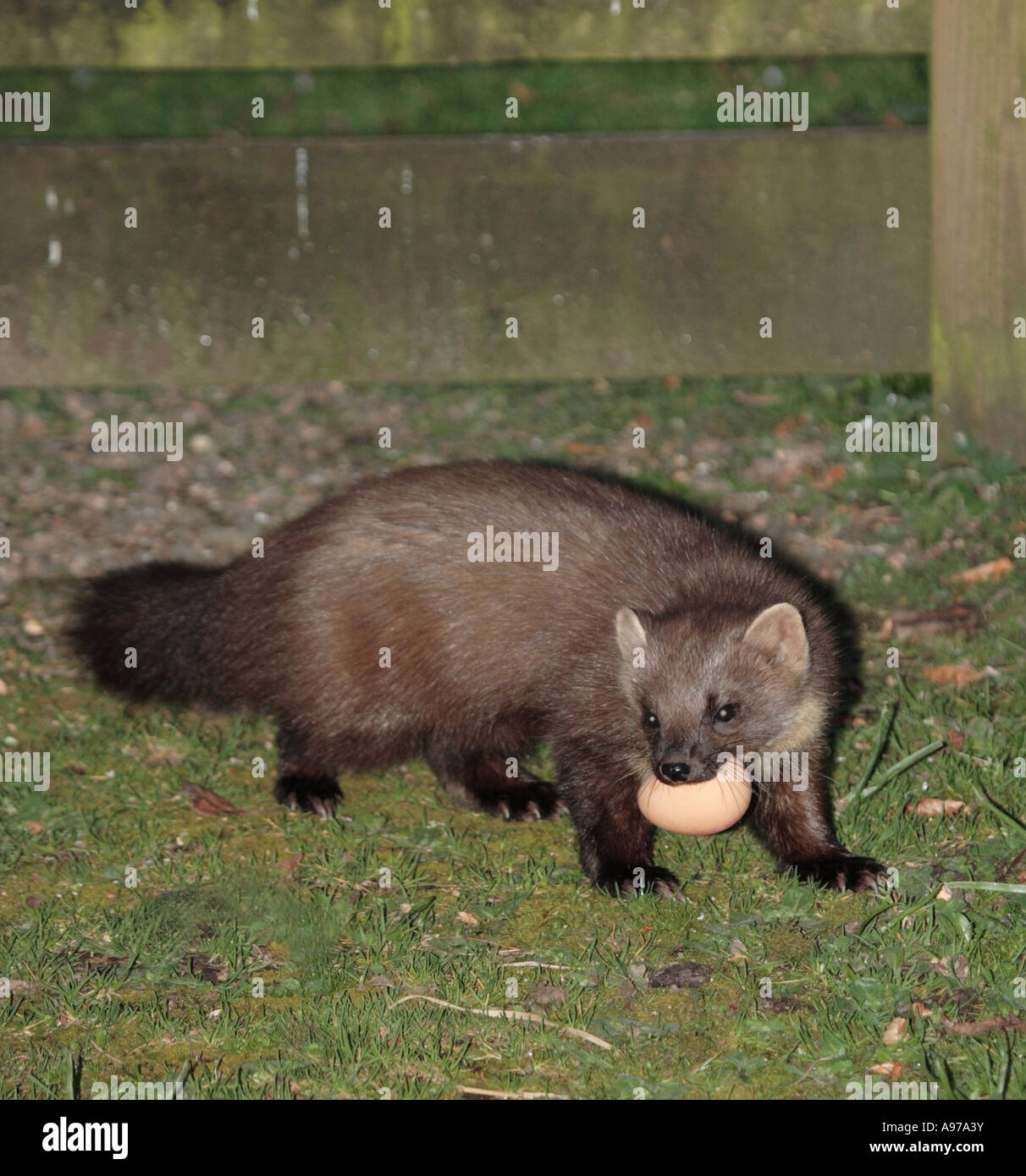 Pine marten stealing an egg from a garden, Ardnamurchan, Scotland Stock ...