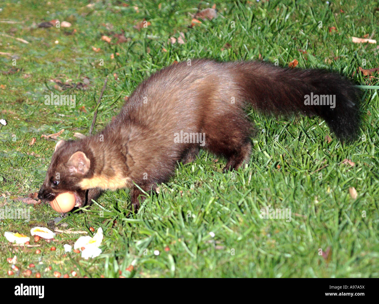 Pine marten stealing an egg from a garden, Ardnamurchan, Scotland Stock ...