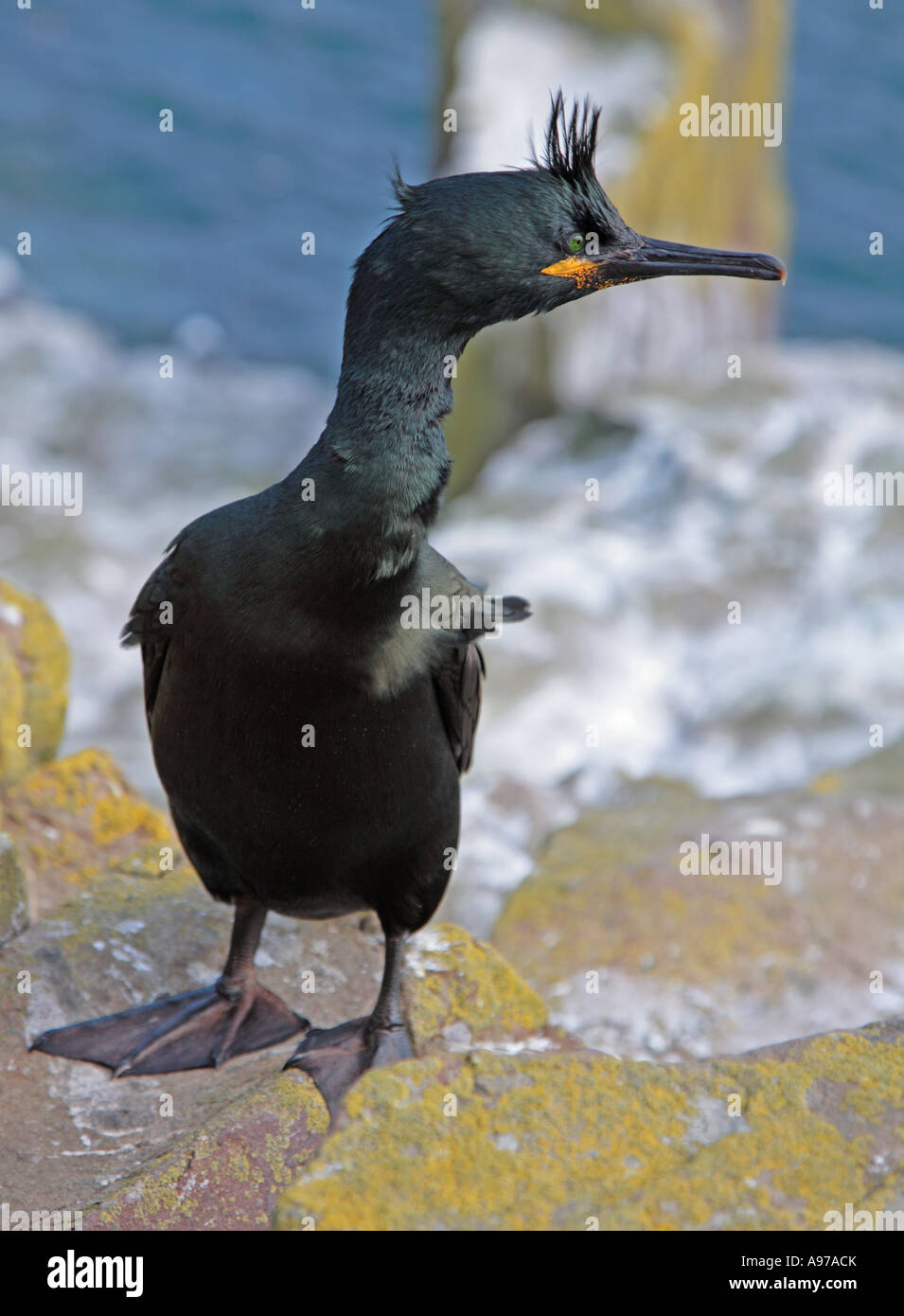 Shag hi-res stock photography and images - Alamy