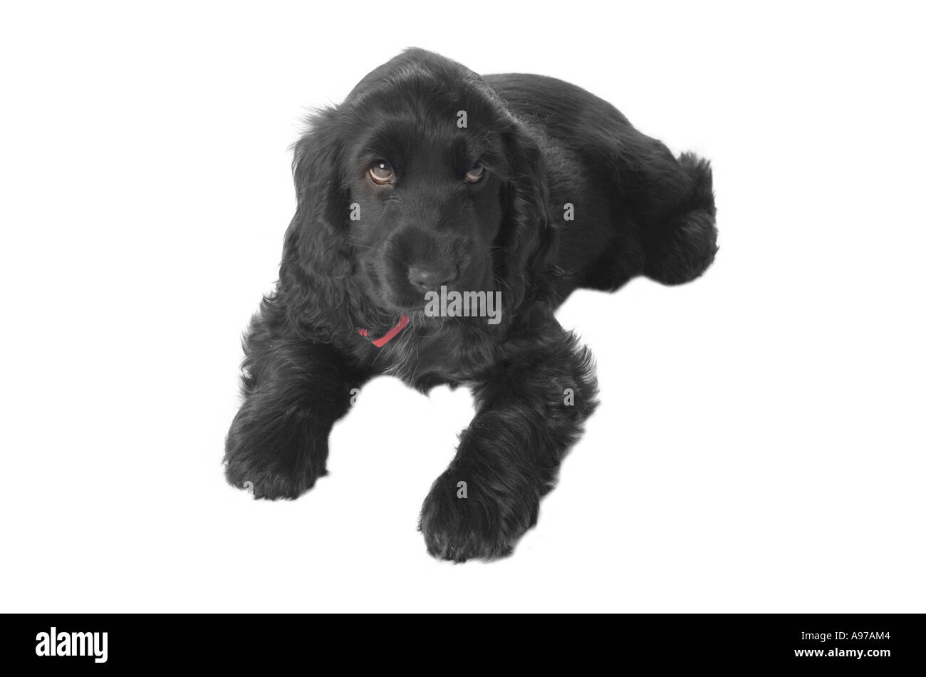 Two month old cocker spaniel puppy lying down cutout on white ...