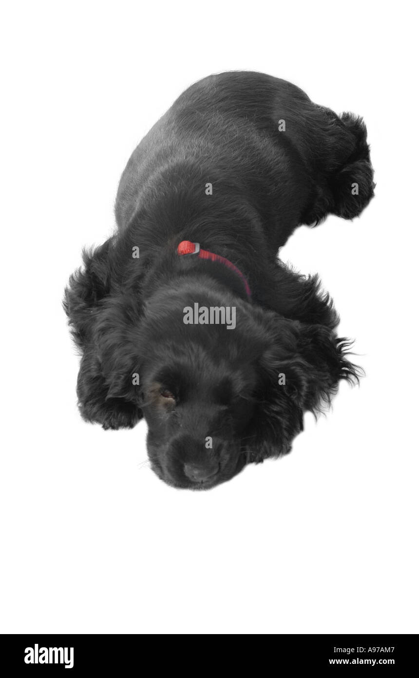 Two month old black cocker spaniel puppy lying down cutout on white ...