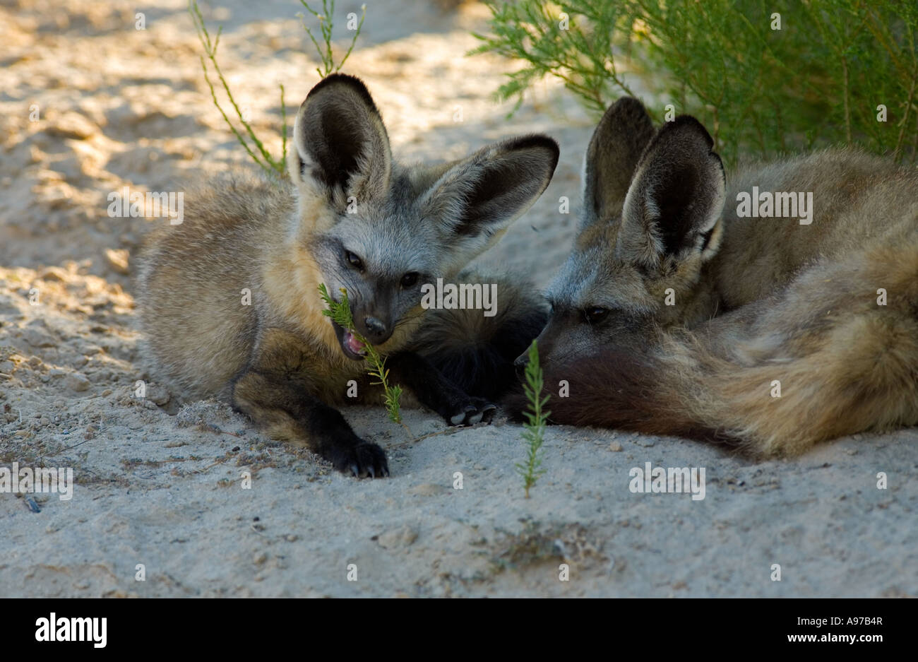 Bat eared fox and two hi-res stock photography and images - Alamy