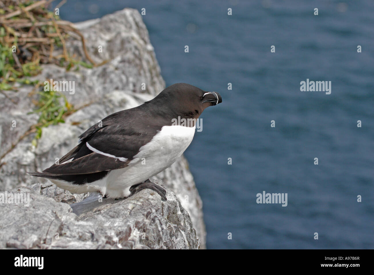 Razorbill, Alca torda,Farne Islands,Northumberland, UK ,Europe Stock ...