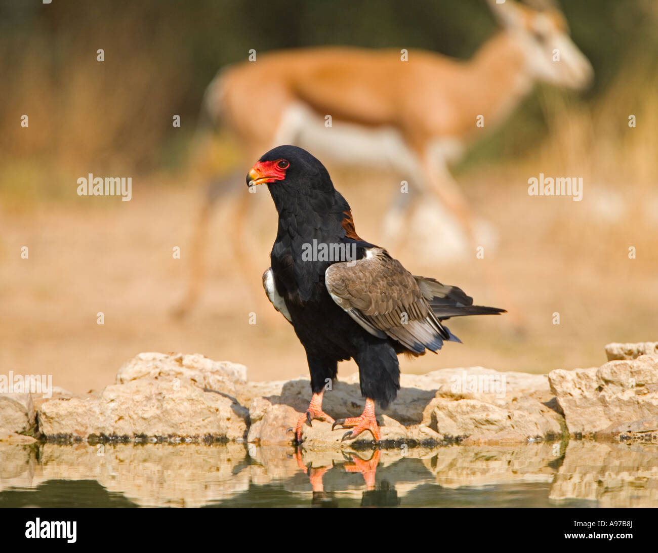 bateleur at waterhole Stock Photo - Alamy