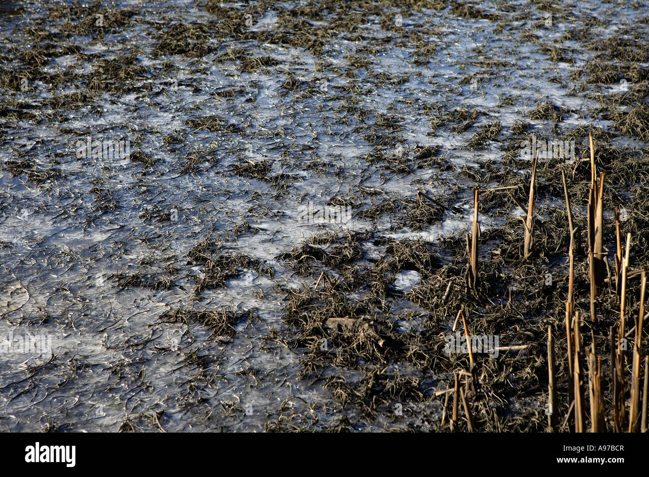 Frosted Wetland Area Country Park Parc Cwm Darren near Bargoed Stock ...