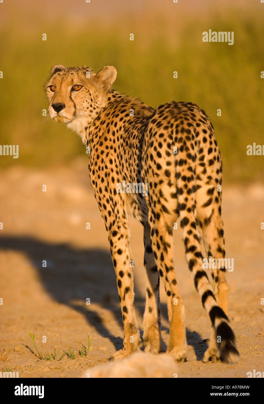 cheetah looking backward Stock Photo - Alamy