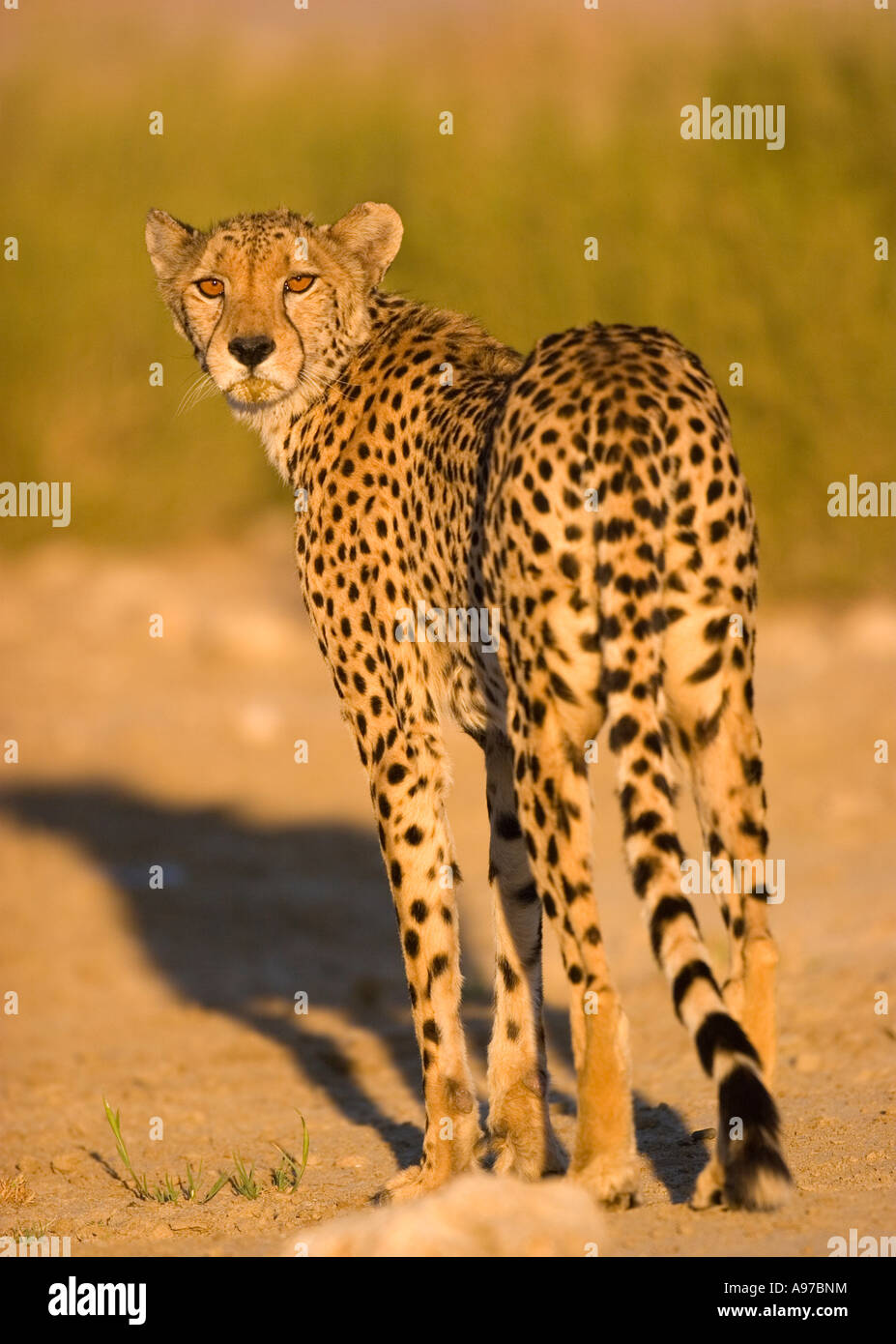 cheetah looking backwards Stock Photo - Alamy
