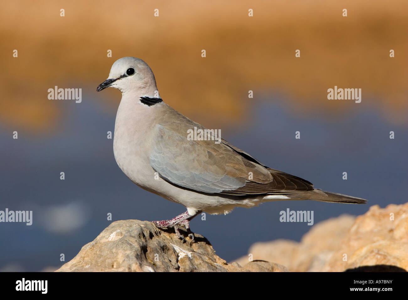 cape turtle dove Stock Photo - Alamy