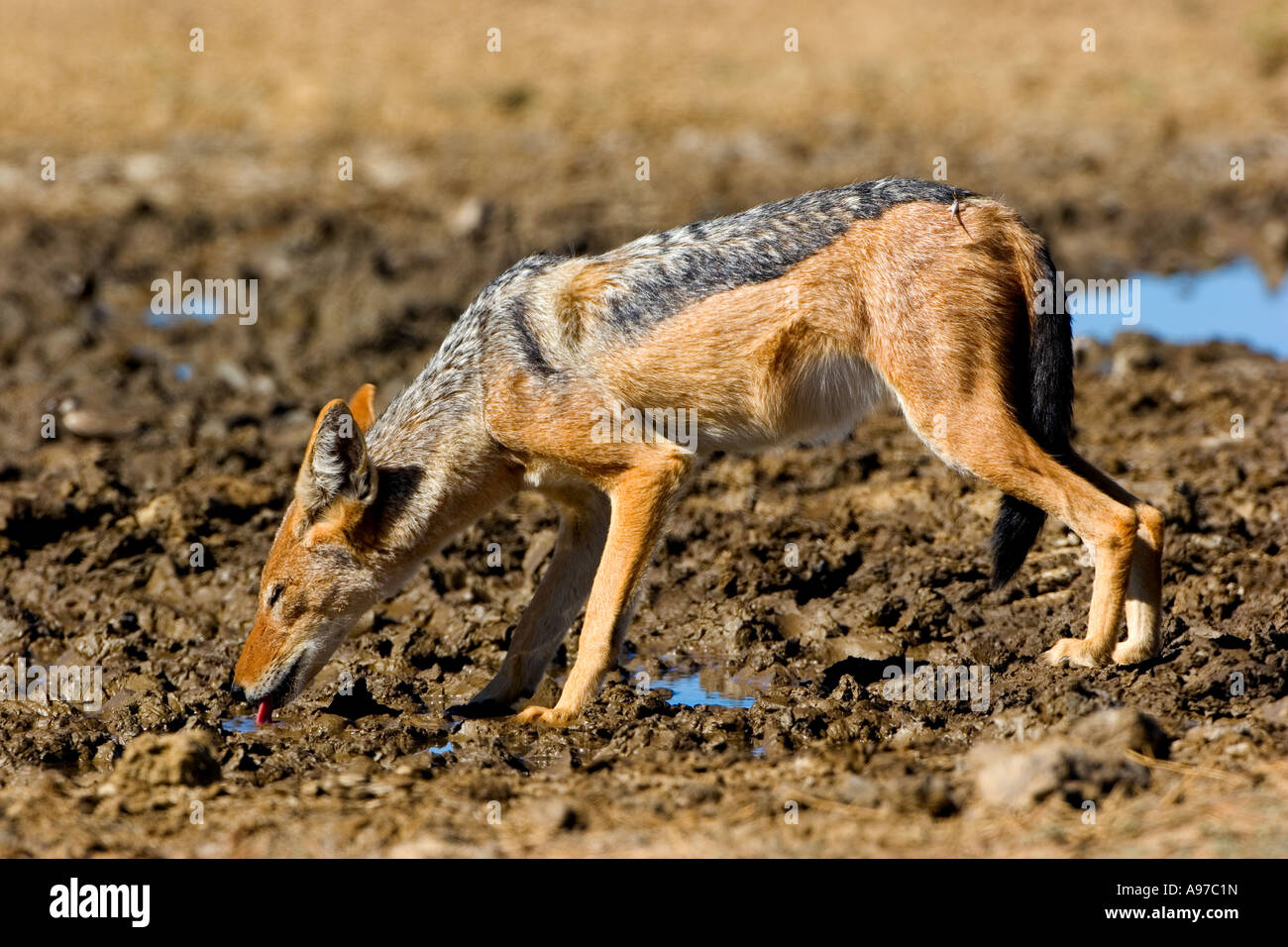 Red jackal hi-res stock photography and images - Alamy