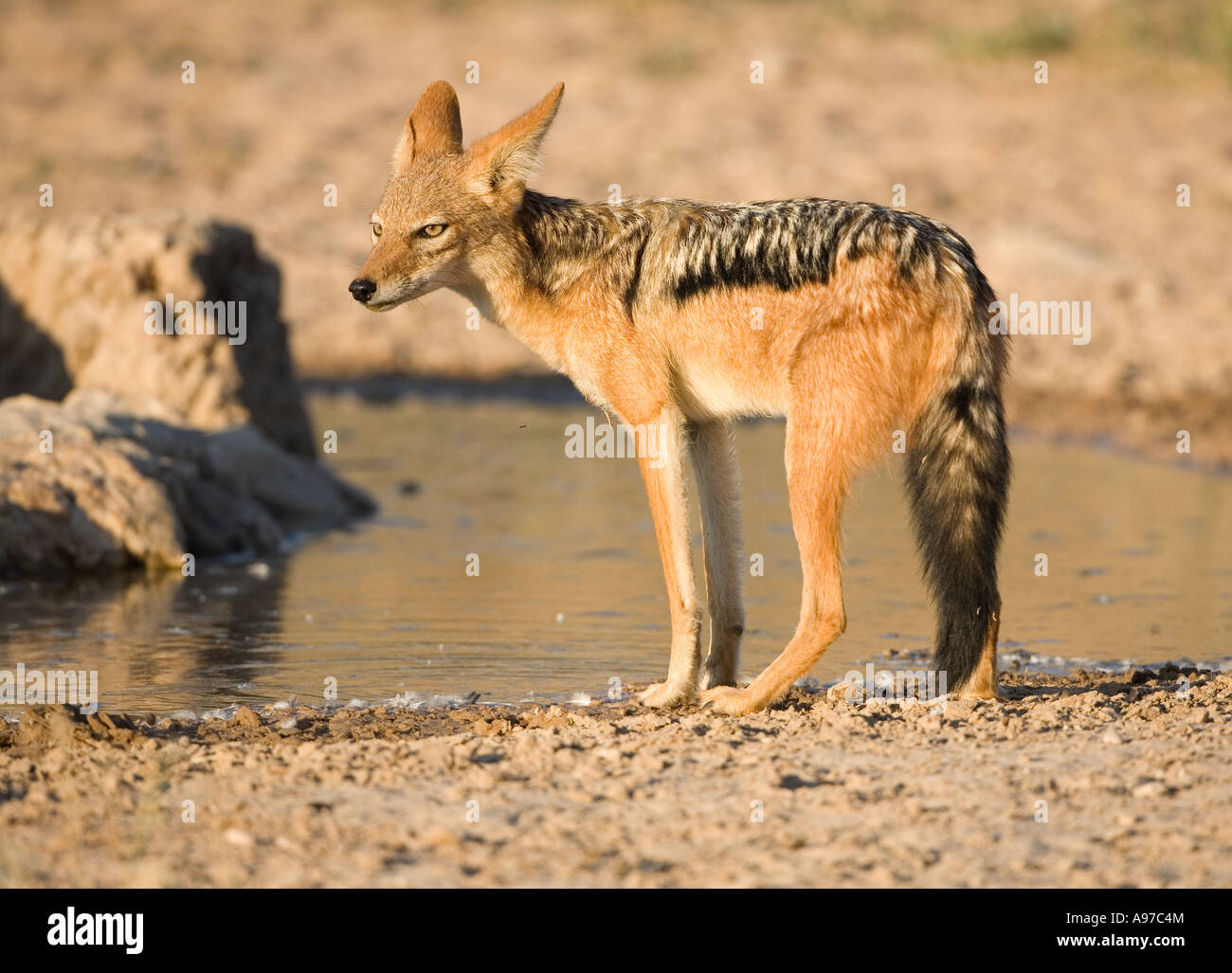 jackal at waterhole Stock Photo - Alamy