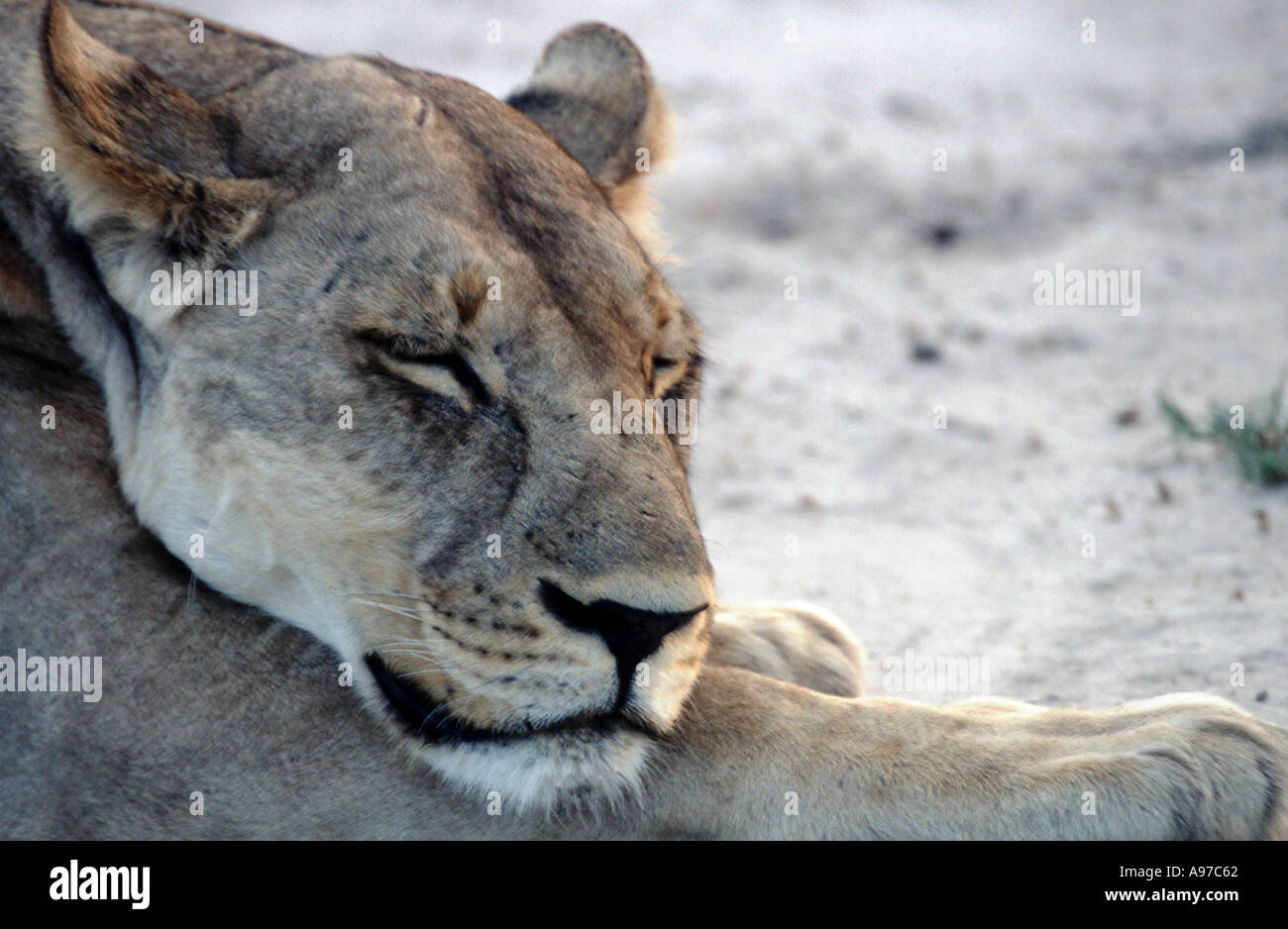 lioness sleeping botswana Stock Photo - Alamy
