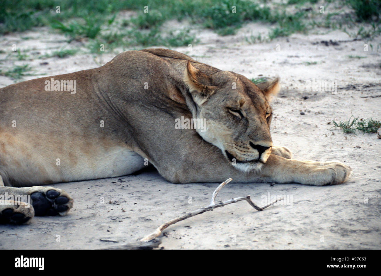 lioness sleeping botswana Stock Photo - Alamy