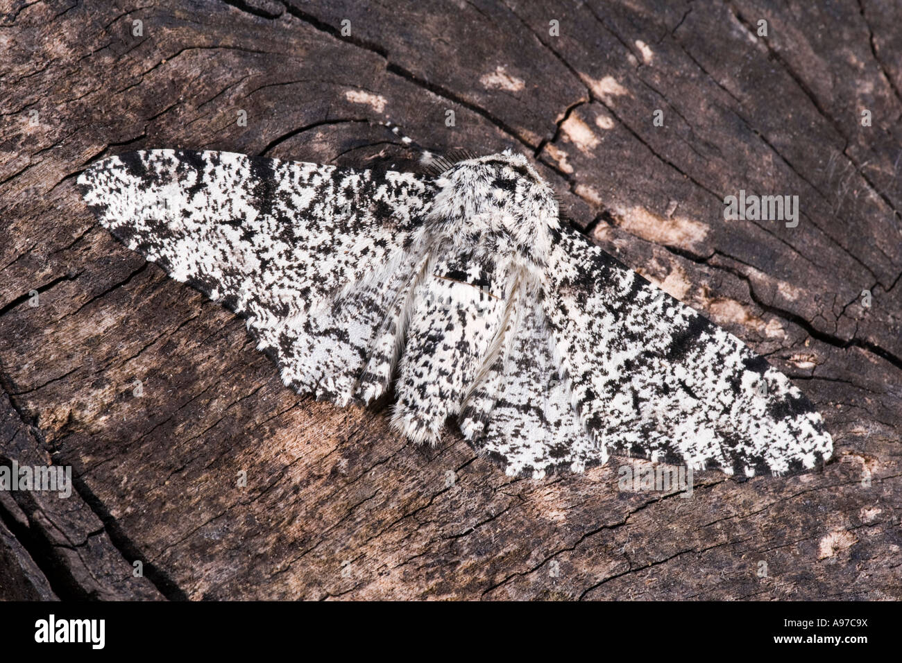 The Peppered moth Biston betularia at rest on log with wings ...