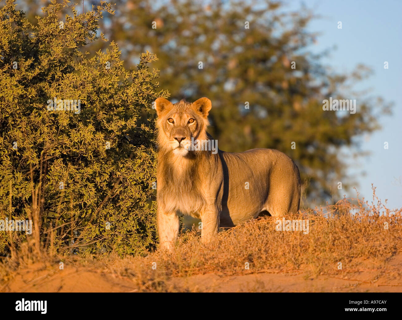 lion on dune Stock Photo - Alamy