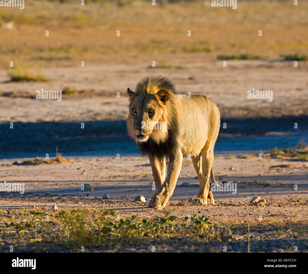 Lion walking hi-res stock photography and images - Alamy