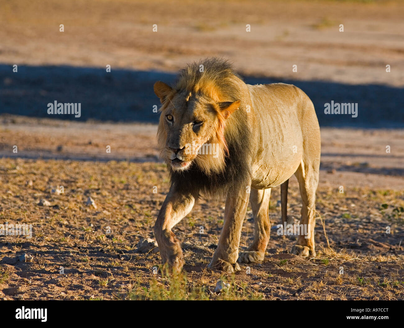 Lion walking hi-res stock photography and images - Alamy